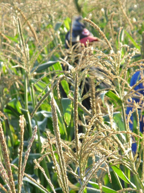 Lingley Bros. Sweetcorn